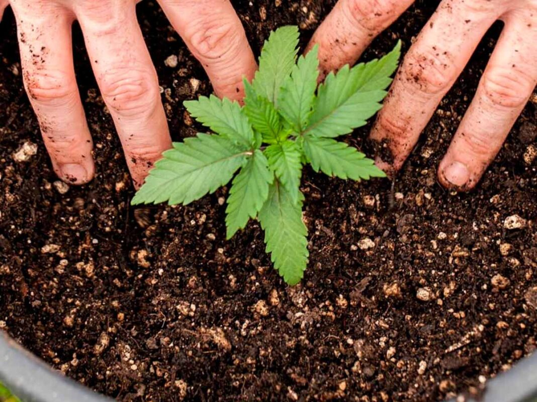 Cannabis medicinal en Argentina: nuevos requisitos, tensiones y desafíos para el Reprocann ...