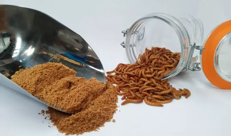La harina de insectos, un alimento alternativo para la ganadería | Nota ...